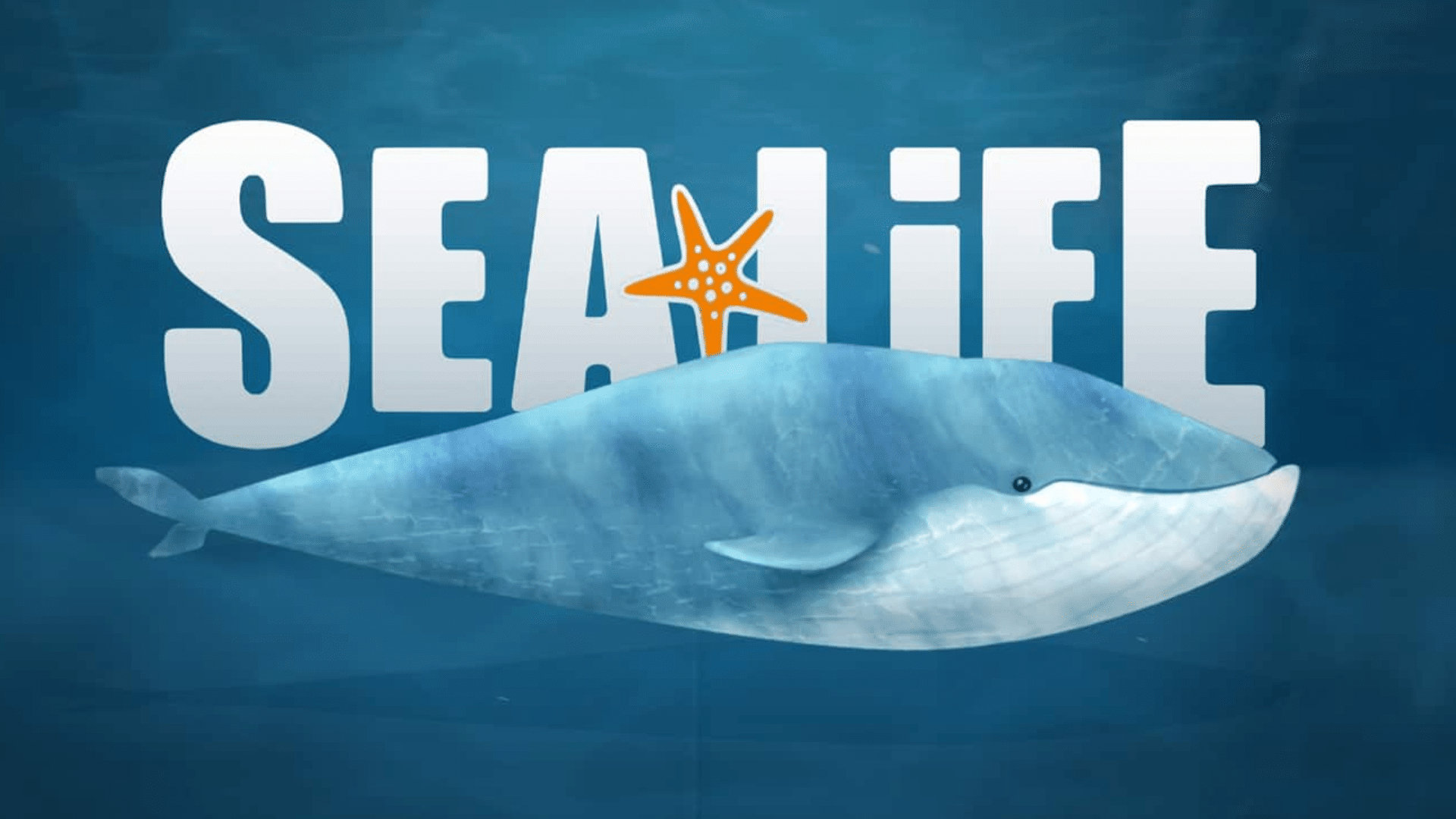 SeaLife Centre Explainer Video Animation | Engaging Hand-Drawn ...
